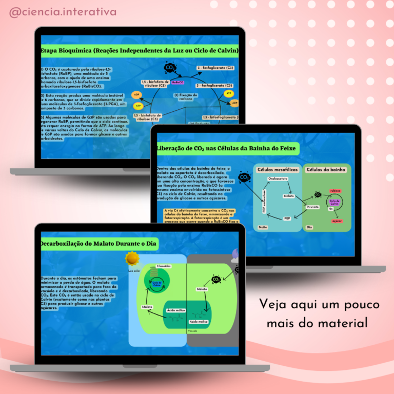 Quimiossíntese e fotossíntese – Ciência Interativa